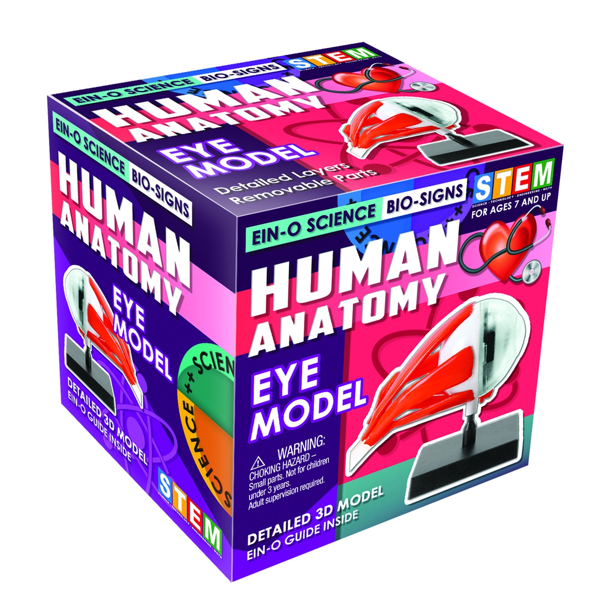 Eye Model Labeled Layers