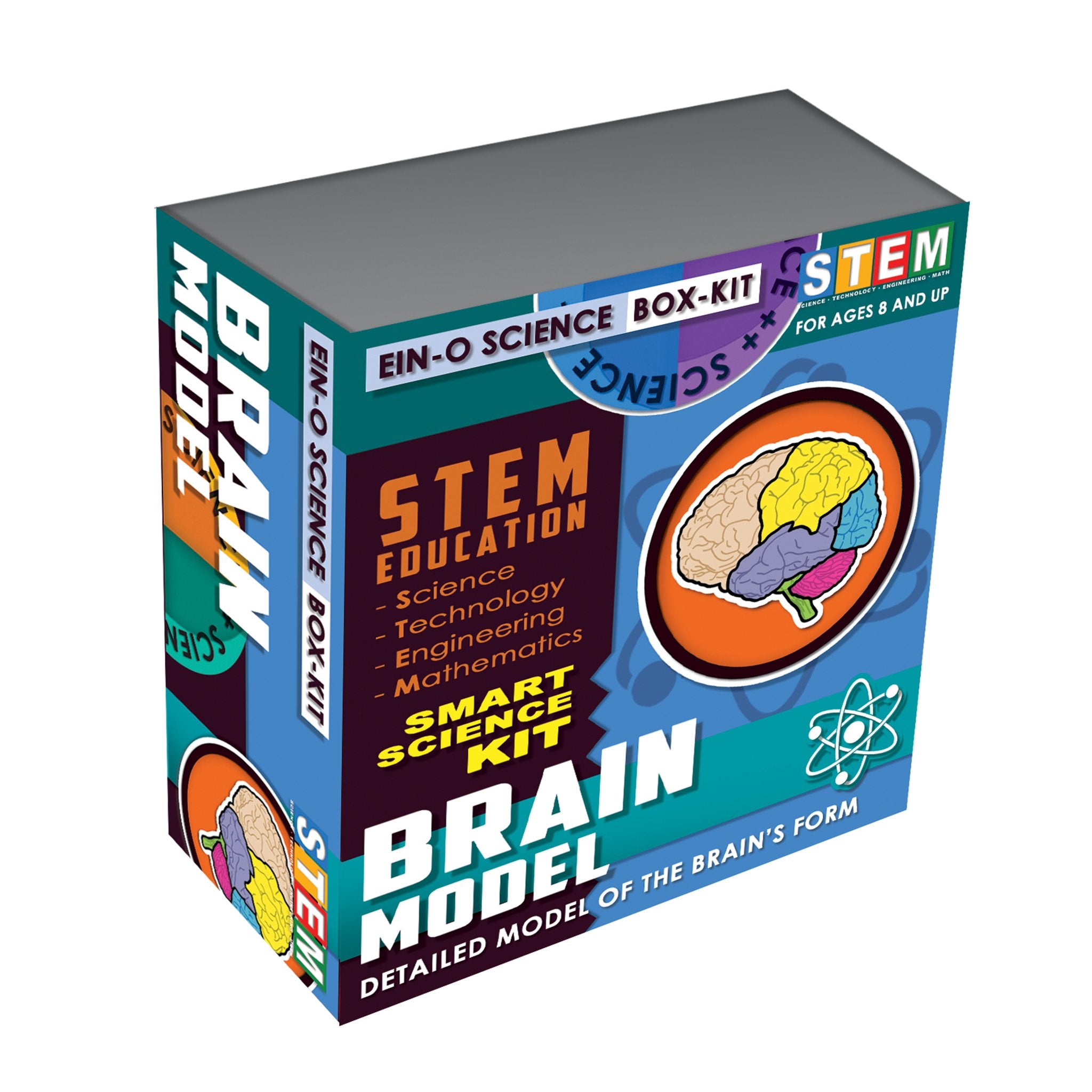 BRAIN MODEL – COG Ltd
